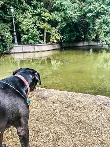 Teddy Bear Park aka Lakeside Park in Dallas - We Are Dallas Fort Worth